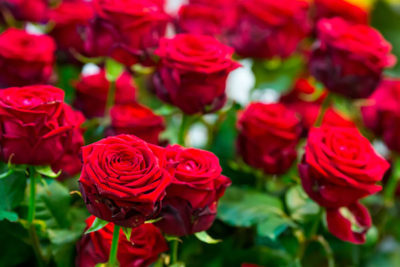 ROSES - HOLLANDIRECT