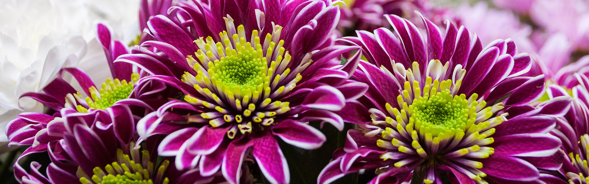 CHRYSANTEN - HOLLANDIRECT