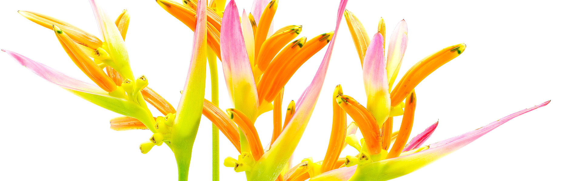 EXOTEN - HOLLANDIRECT